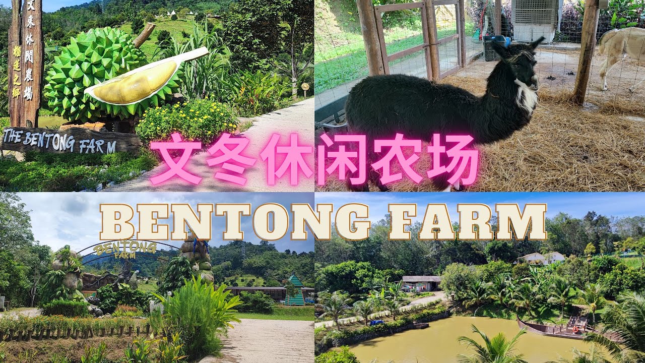 Bentong Farm | 文冬休闲农场 | Bentong | 文冬一日游 - YouTube