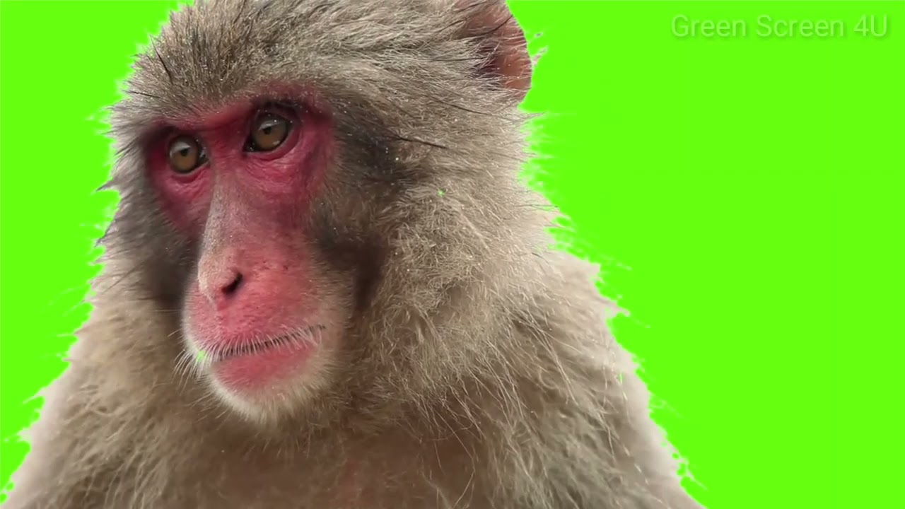 Green Screen Monkey Sad mood - YouTube