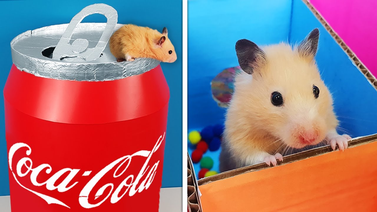 5 Levels Maze for my Hamster | Coca Cola Maze 🐹🏁 - YouTube