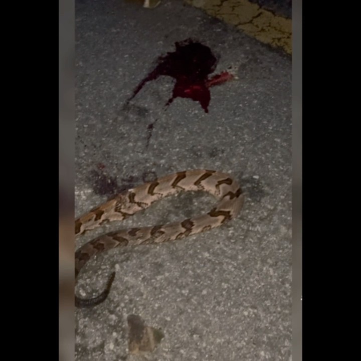 Yn records snake vs man #106andspark - YouTube