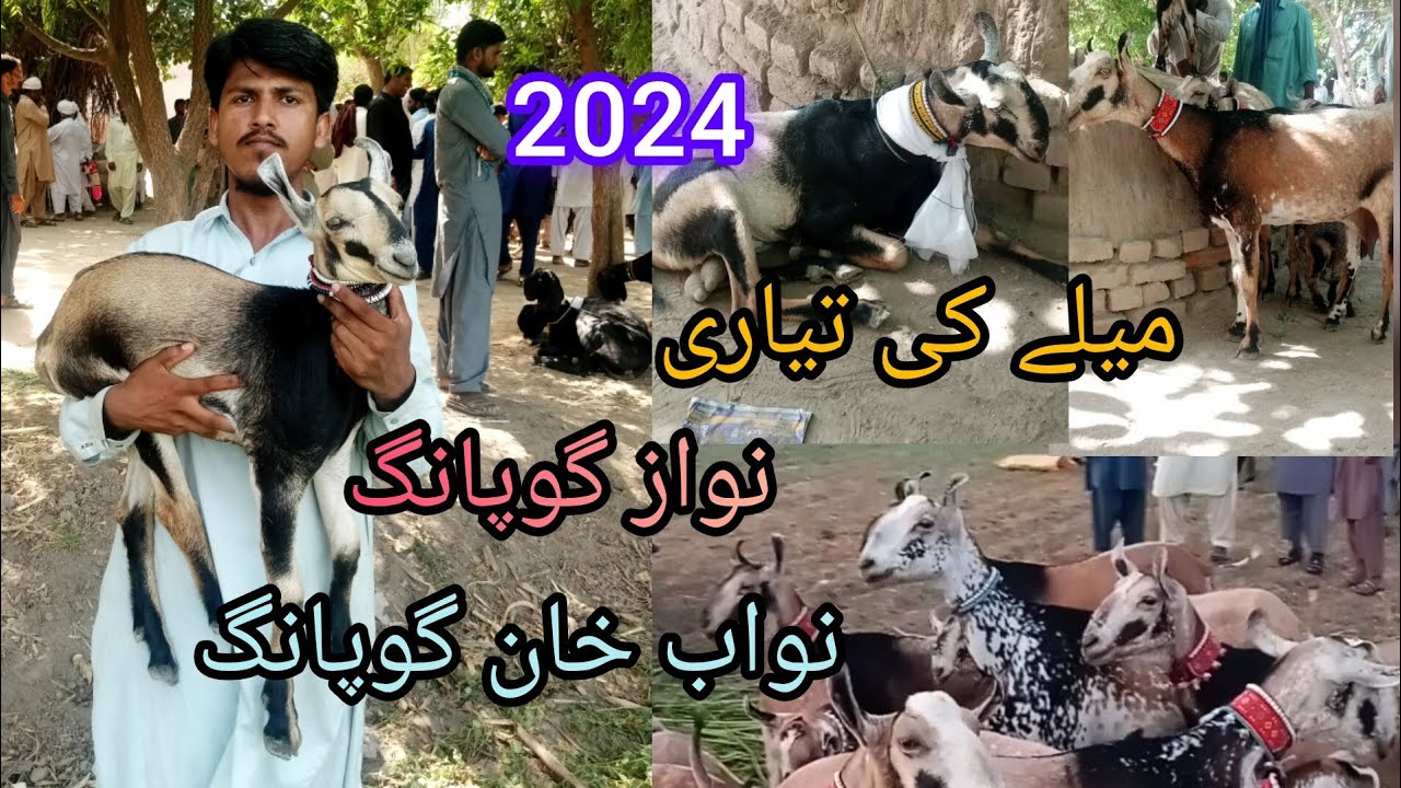 professional goat farming || Top Class Barbari Goats Of Rahim Yar Khan ...