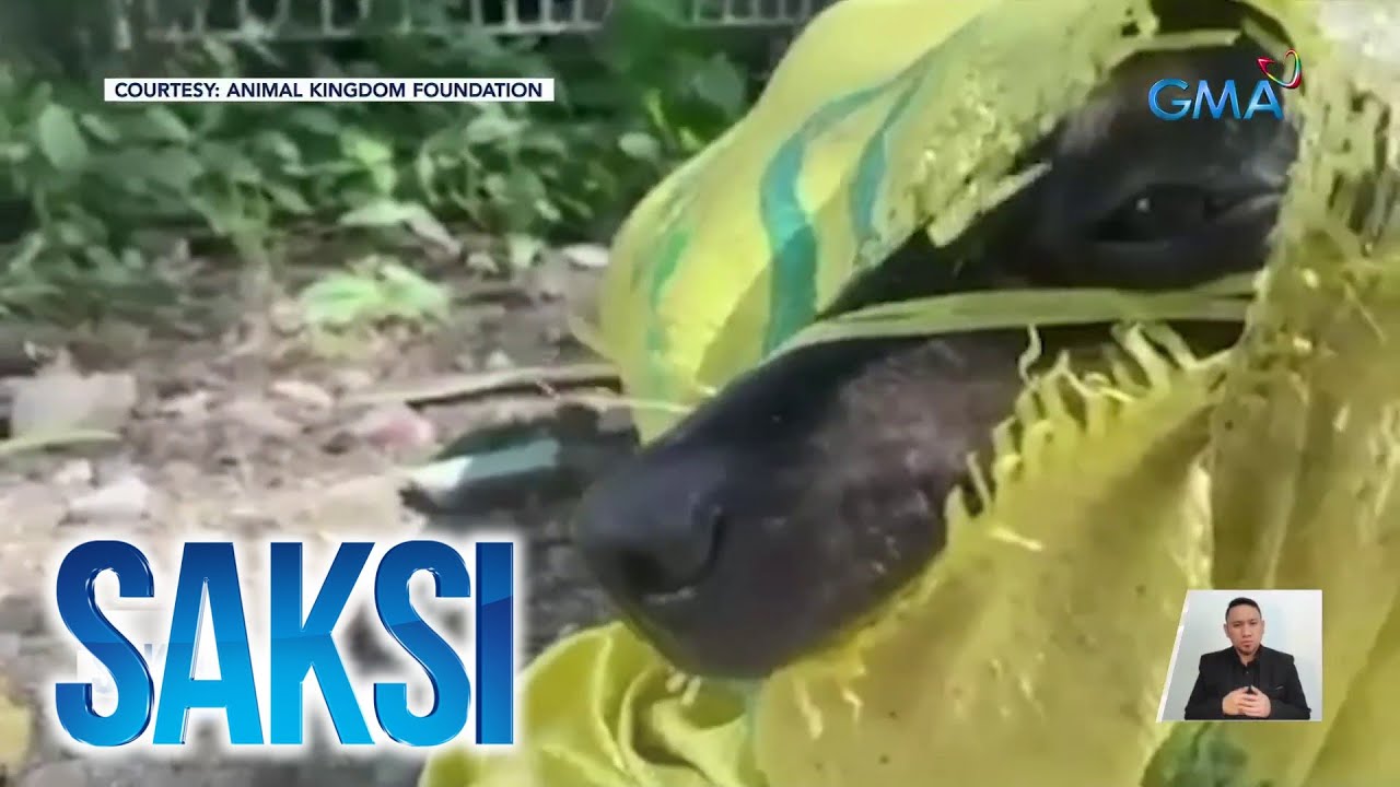 Pagtuldok sa kalakalan ng karne ng aso, nananatiling hamon sa Pilipinas ...