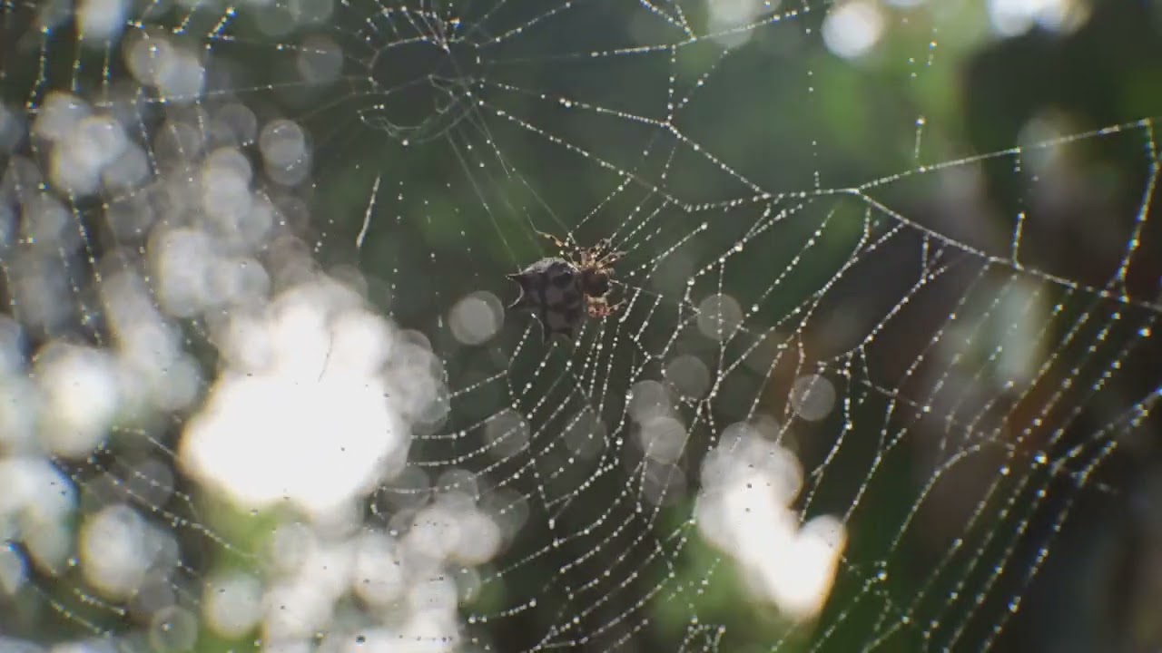 Spider Video - YouTube