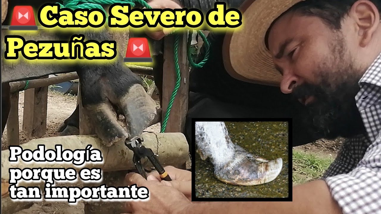 Caso severo de pezuñas y porque es necesaria la Podología o corte de ...