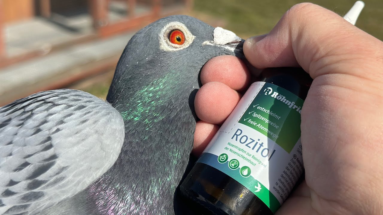 Rozitol - oczyszczanie kanalików nosowych u gołębi pocztowych - YouTube