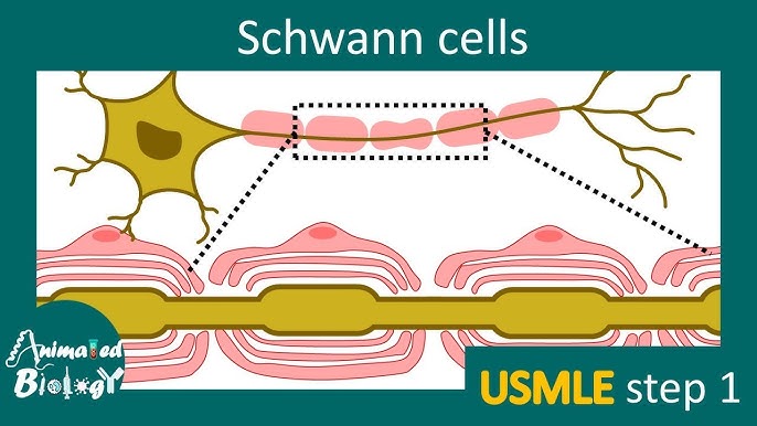 Neuroglial Cell Types By Location And Basic Function||, 48% OFF Neuroglial Cell Types By Location And Basic Function||, 48% OFF