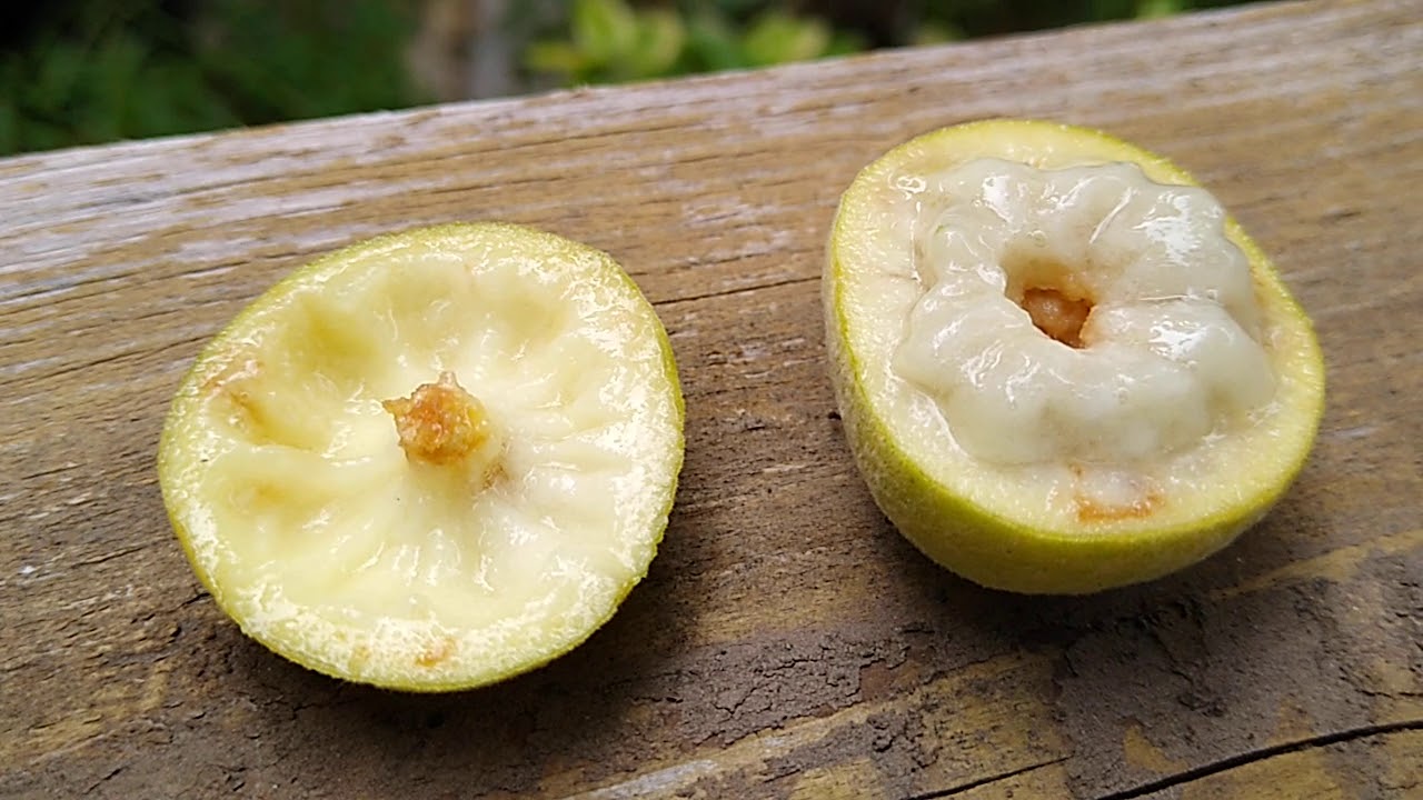 Probando un siete capotes de fruto grande - YouTube