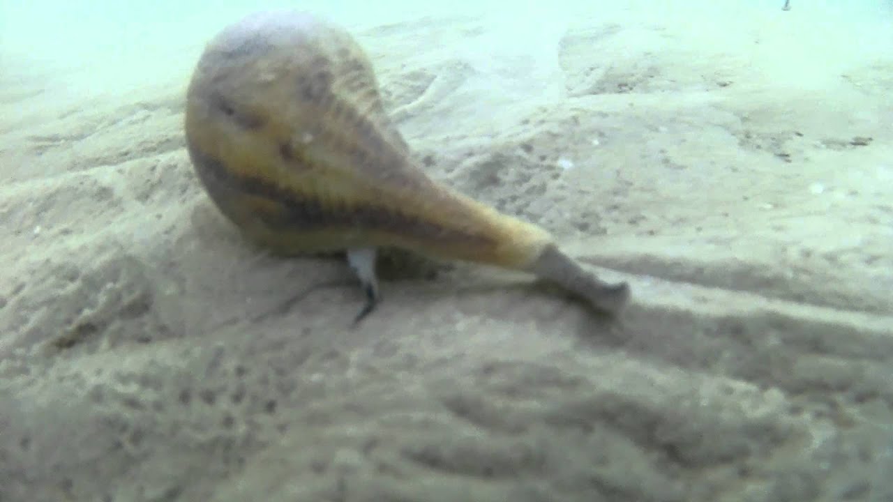 star fish snail battle - YouTube