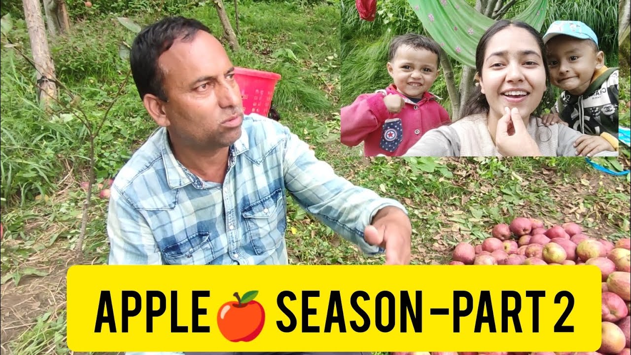 Papa's views on deterioration in apple quality fruit🍎|| Masti with ...