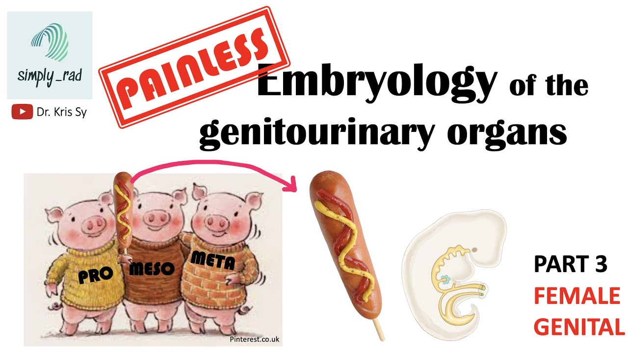 [Painless] Embryology of the GU - female genital tract - YouTube