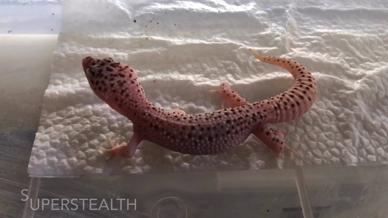 Leopard Gecko Hatchlings - YouTube
