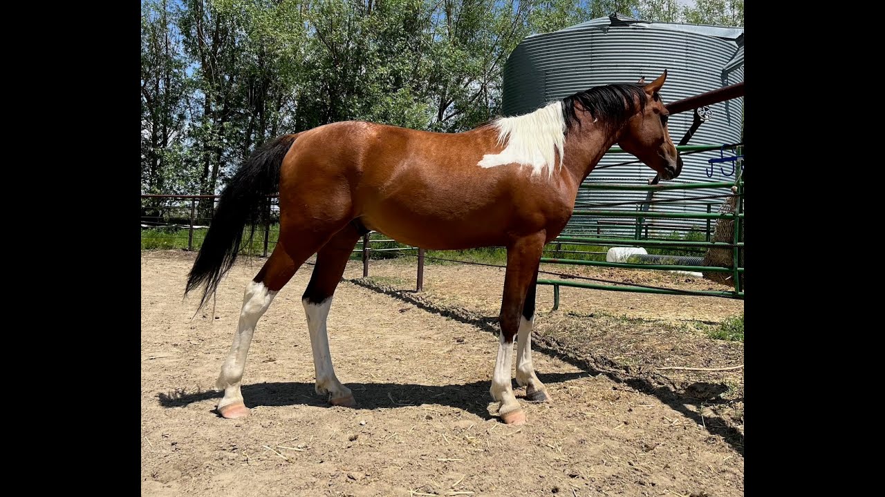 HAAP BEAU JANGLES 07:07:2023 - YouTube