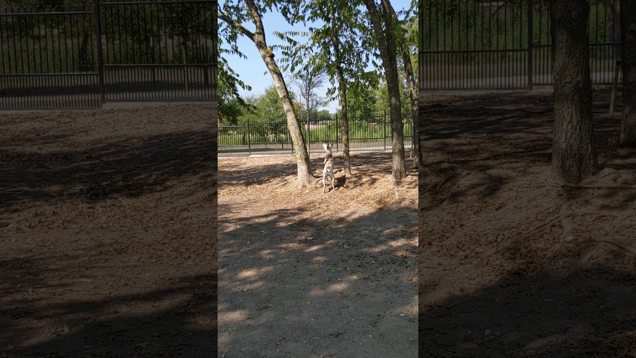 Squirrel taunting dog - YouTube