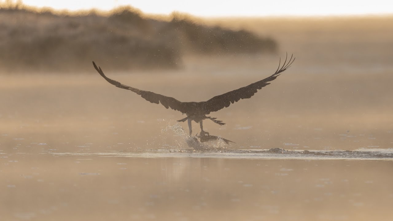 Early Morning Osprey (Frame Animation), Sony A1/Sony Alpha1, 4k - YouTube