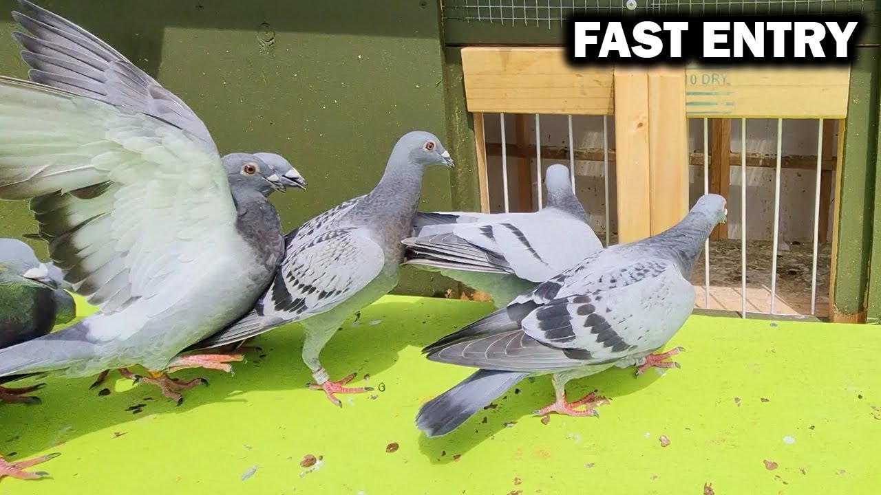 Pigeon STRONG Wind Training - YouTube