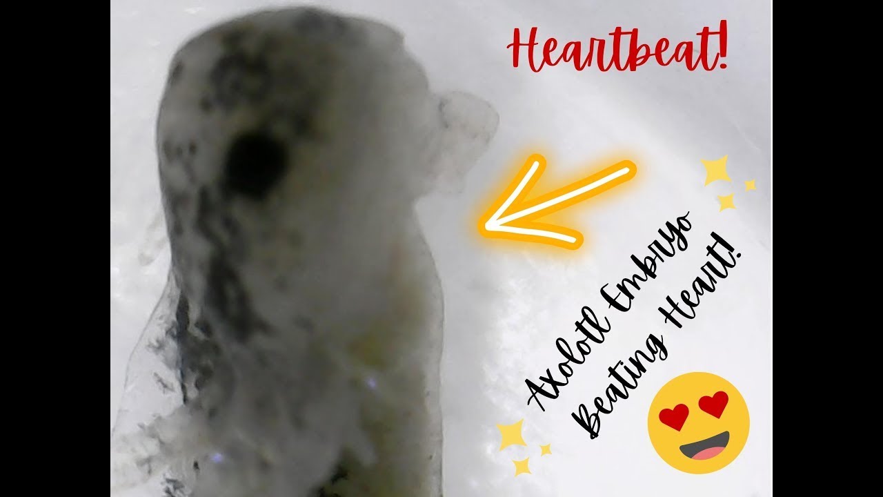 Axolotl Embryo Heartbeat in the Egg! See the Whole Embryo Under a ...