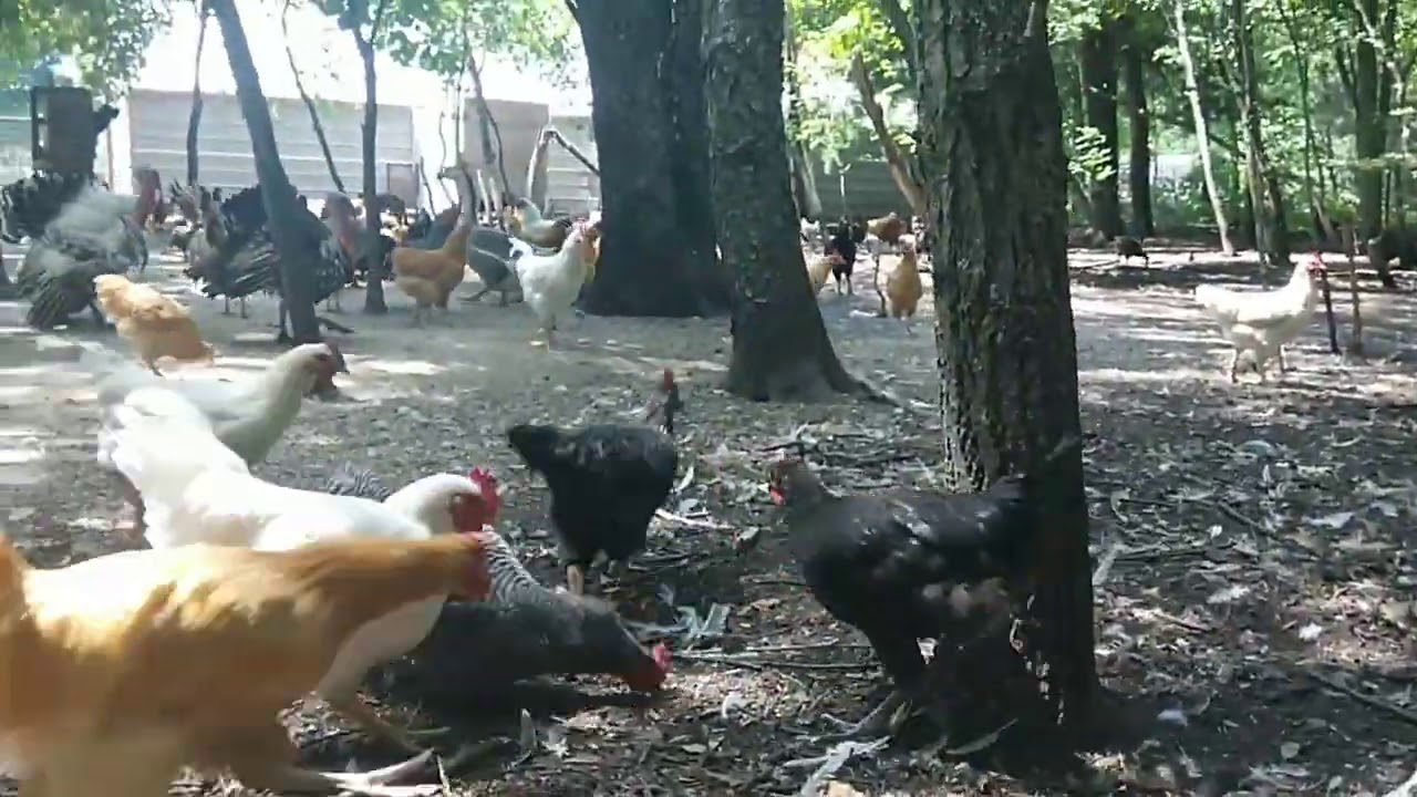 Chickens VS Mouse - YouTube