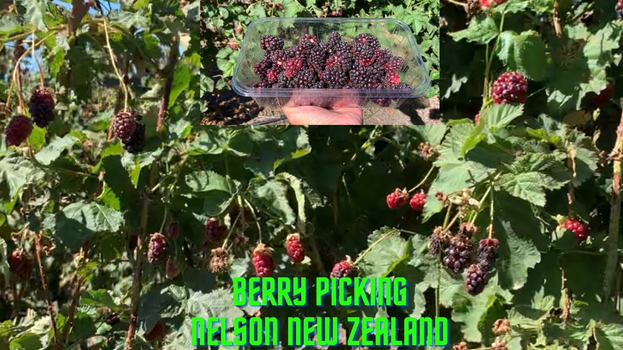 BERRY PICKING|NELSON NEW ZEALAND #nature #yummy #berries - YouTube
