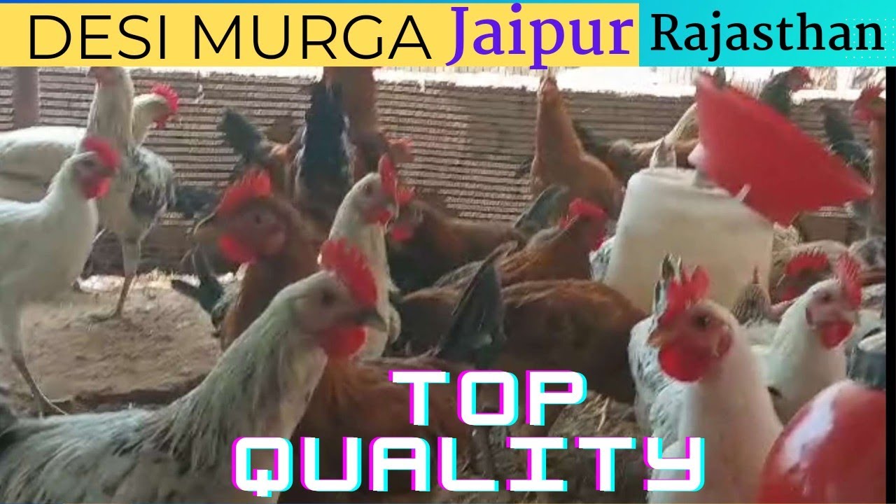 Top Quality Desi murga chicken farming || Desi murgi Palan Jaipur ...