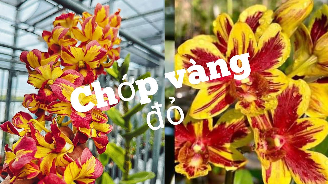 Dendro chớp vàng đỏ xổ 5% chậu khủng đầy bất ngờ. hổ mang chớp, vàng đỏ ...
