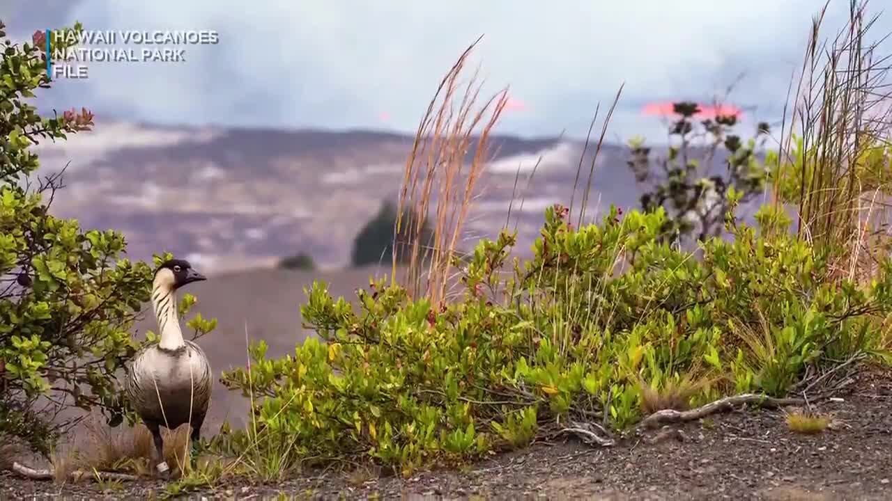 Nene geese flock to Hawaii Volcanoes National Park - YouTube