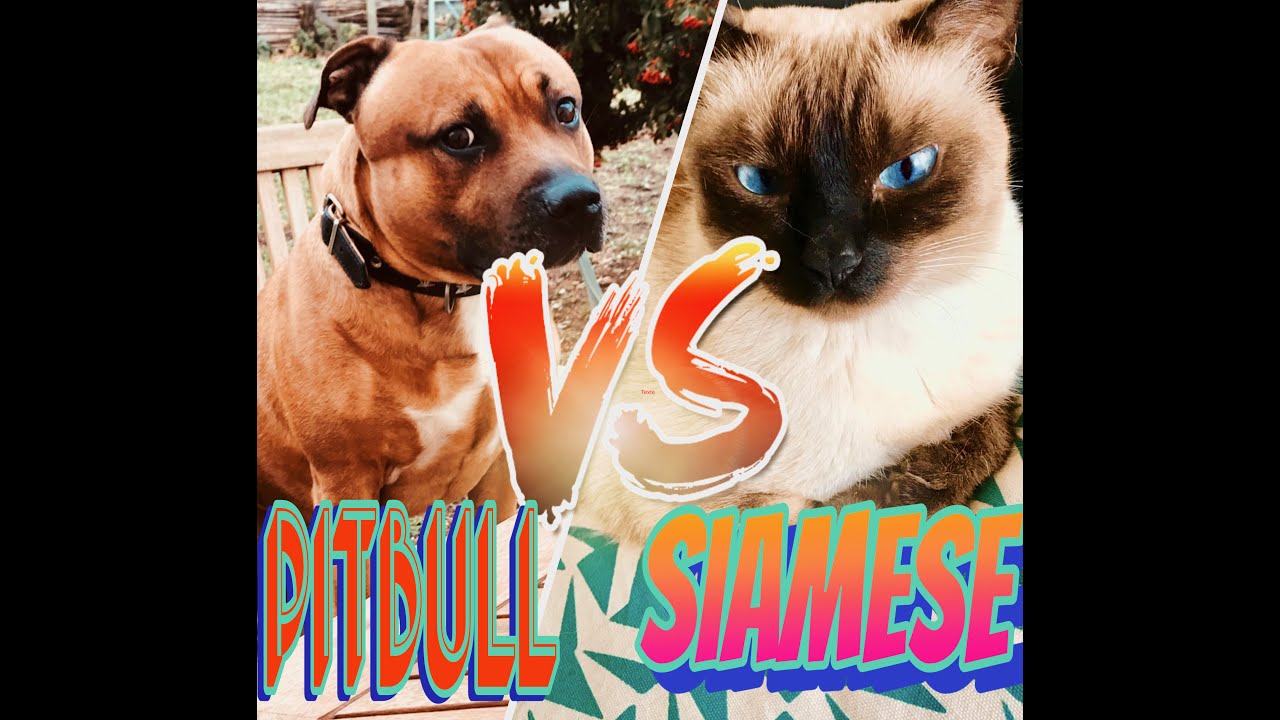 pitbull vs cat - YouTube