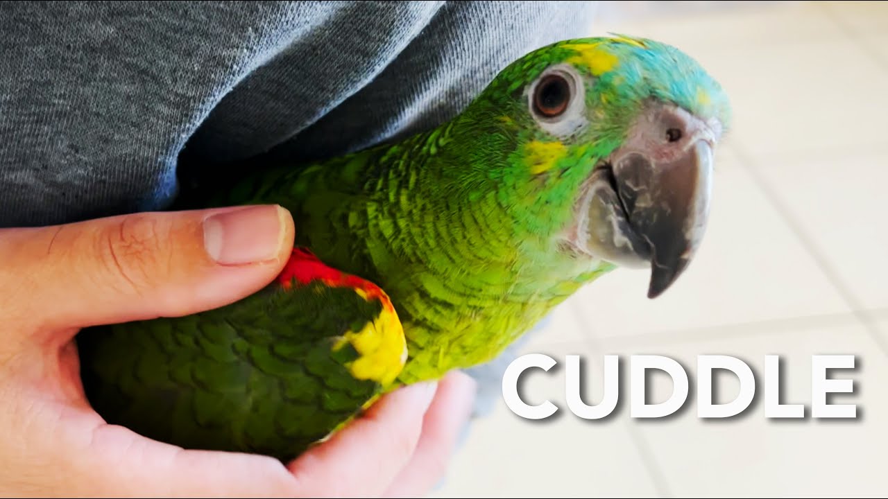 How do I Cuddle a Big Green Birb - YouTube