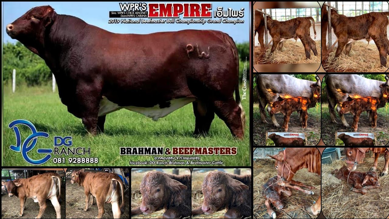 ผลงานลูกของ เอ็มไพร์ EMPIRE DG RANCH (Beef Master) - YouTube