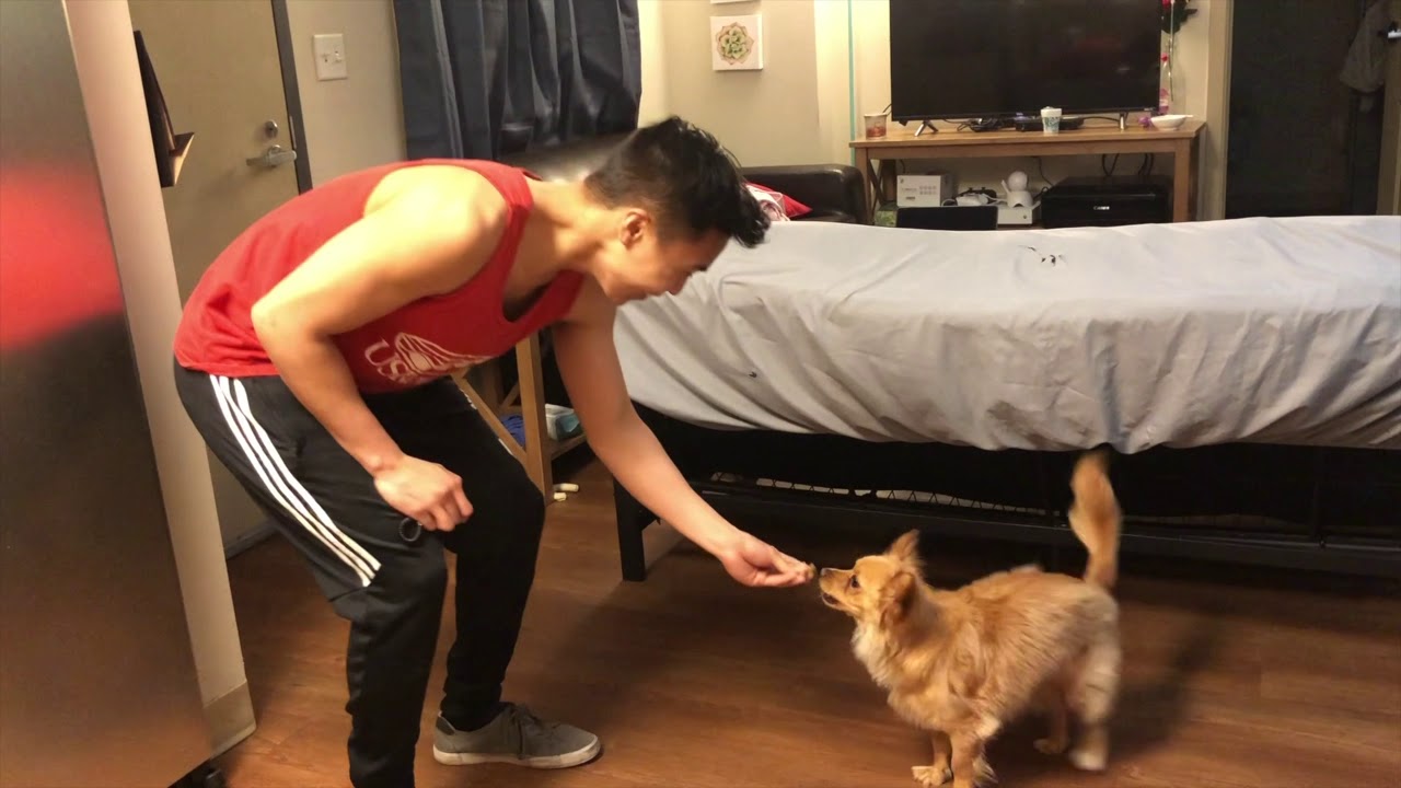 Teach Your Dog To Dance (easy) - YouTube