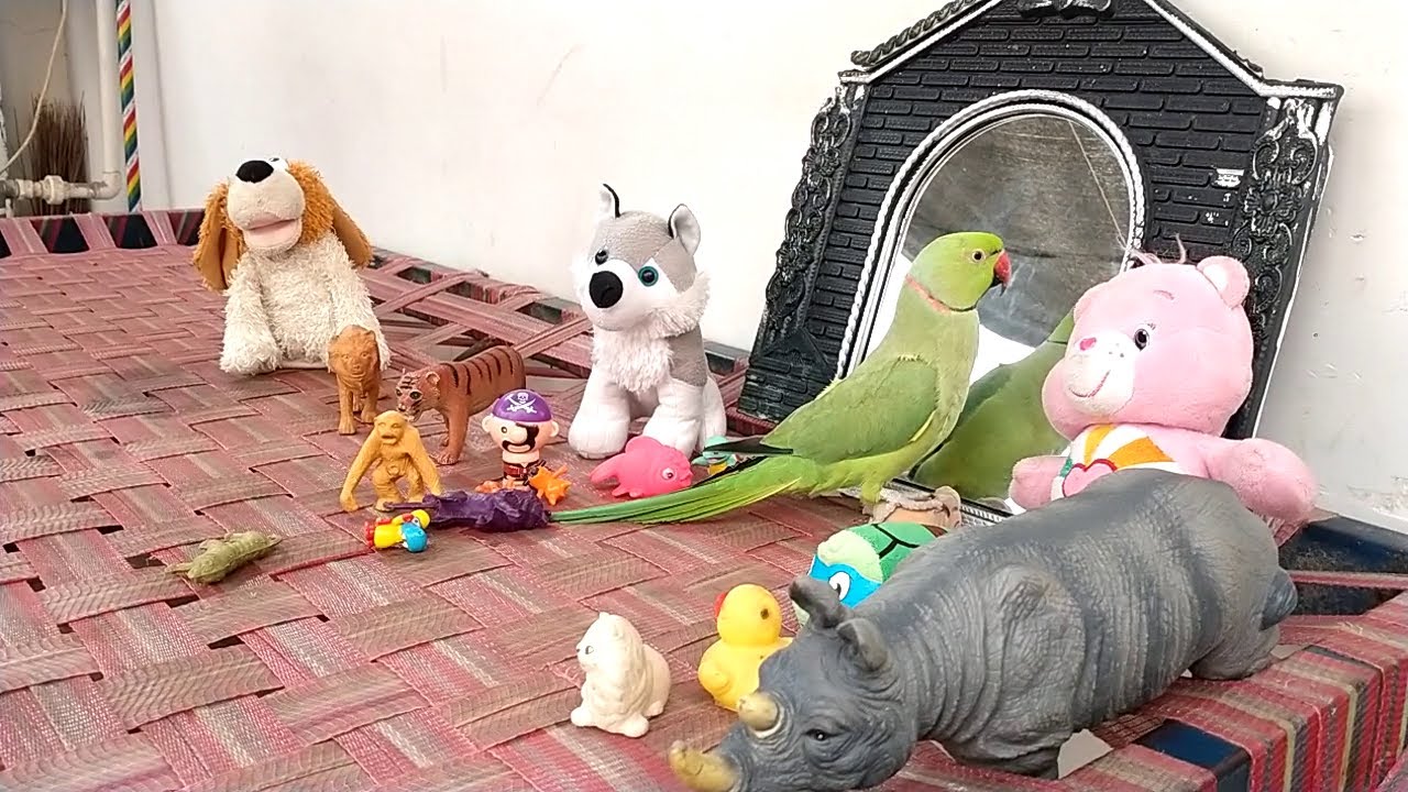 Ringneck Play with Stuff Toys | PBI Official - YouTube