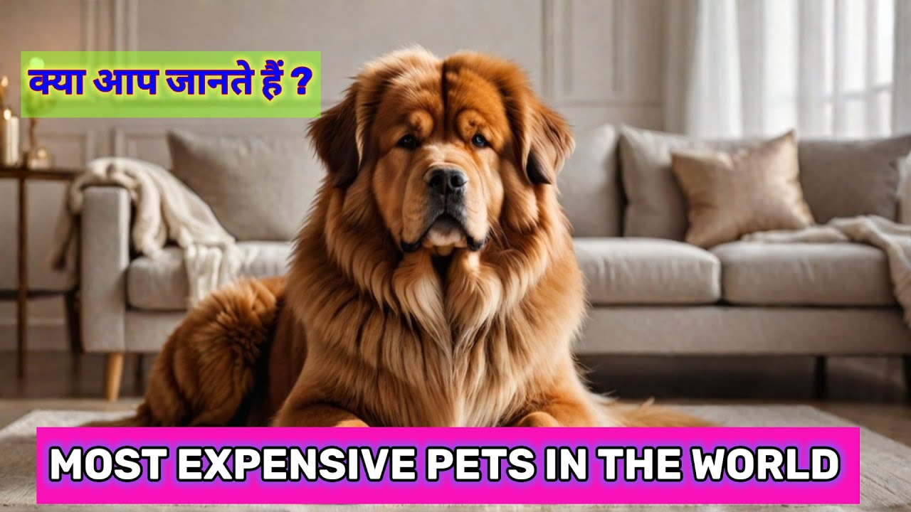 What's the WORLD'S MOST EXPENSIVE Pet?! @PankajKumar11205 - YouTube