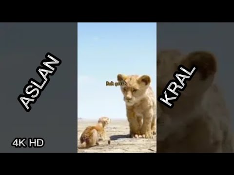 Aslan Kral | Lion King #aslankral #lionking
