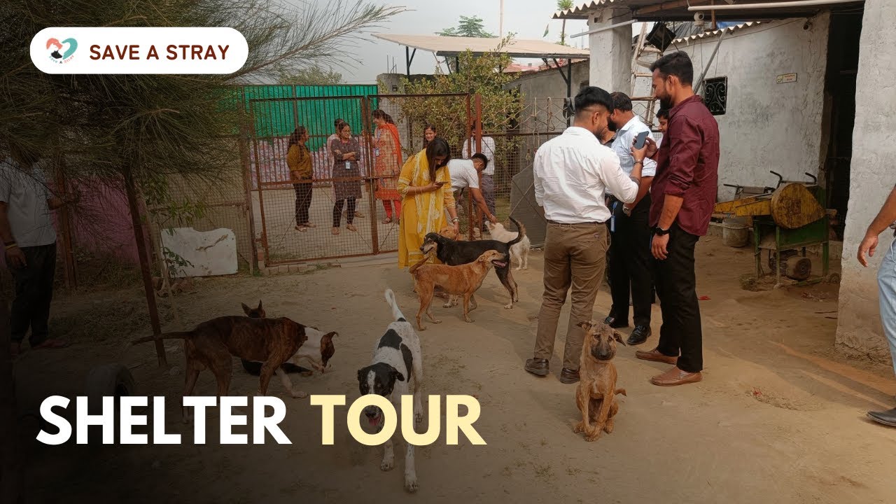 Journey of Hope: A Heartwarming Tour of Our Shelter Home for stray dogs ...