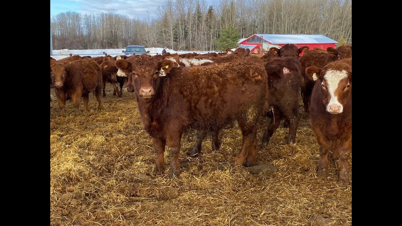 7C Ranch 740# Red Exotic X Weaned Steers - YouTube