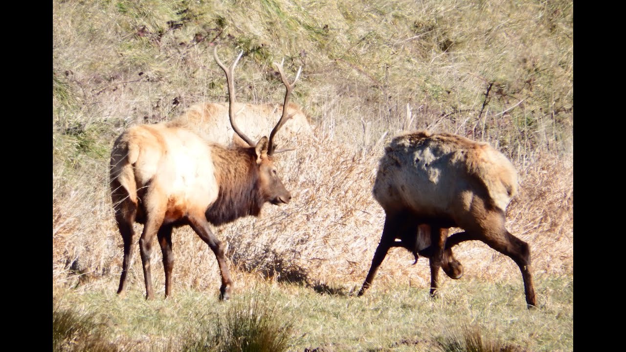 Roosevelt Bull Elk Jumping Fence - YouTube