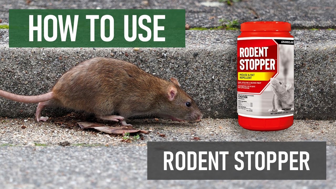 How to Use Rodent Stopper Granular Repellent [Humane Rodent Control ...