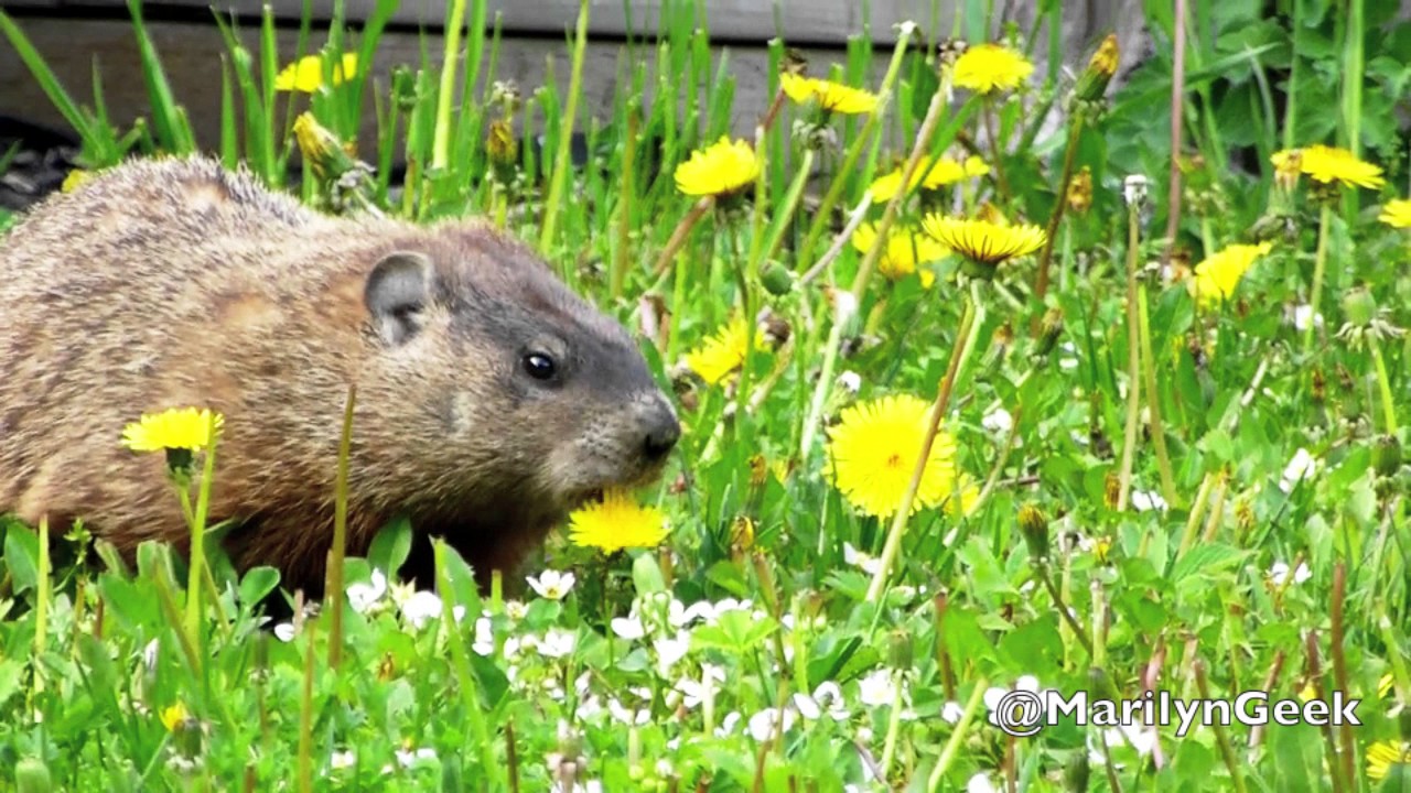 Groundhog likes Dandelions - YouTube