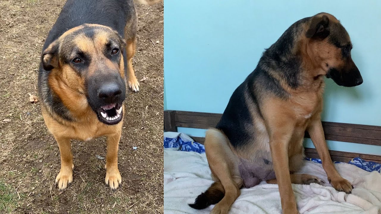 Sheprador Pregnancy Journey: A Day Of False Alarms - YouTube