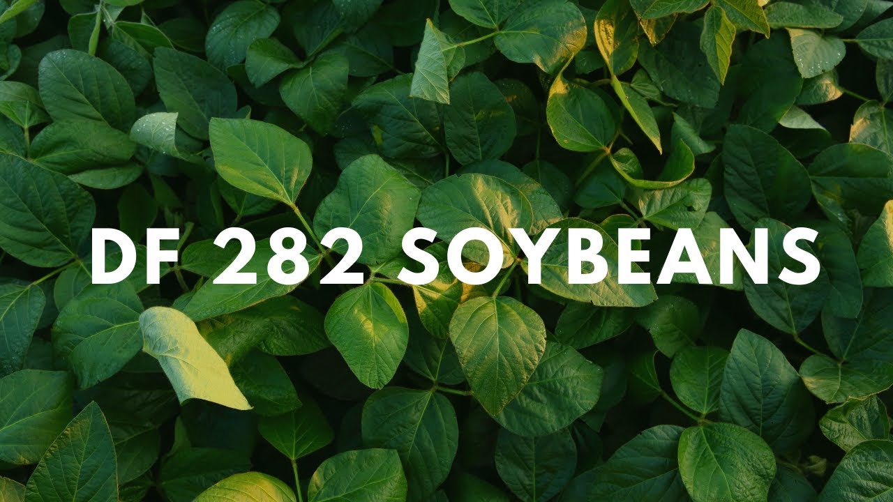DF 282 Soybeans: A Grower's Perspective with Luke Gentz - YouTube