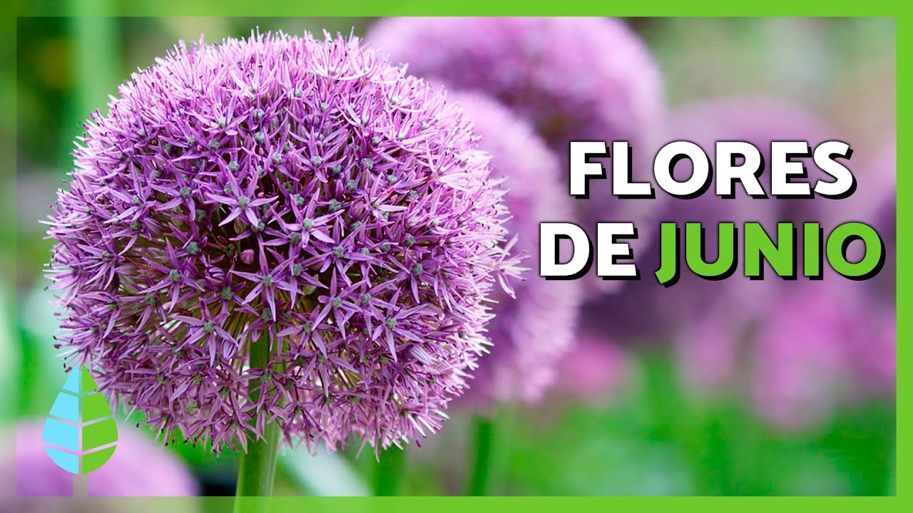 10 FLORES de JUNIO 🌻🌸 | Decora tu hogar con COLOR este VERANO - YouTube