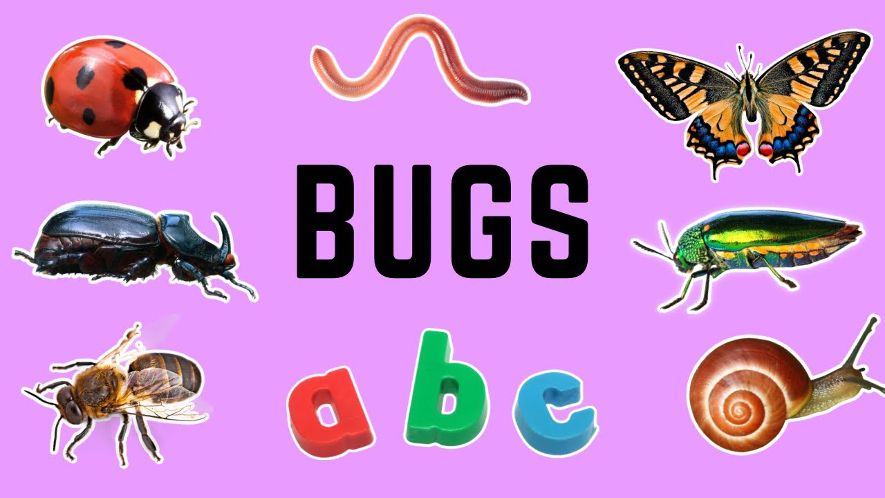 Insects And Bugs Kids Educational ABC | Toddlers And Preschoolers - YouTube