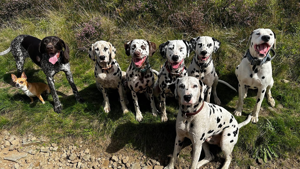 Lovely forestry walk with 9 dogs - YouTube
