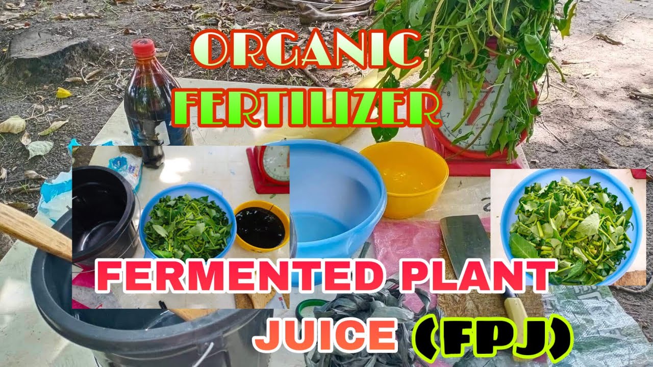 HOW TO MAKE FERMENTED PLANT JUICE (FPJ) #organic #fertilizer #plants # ...