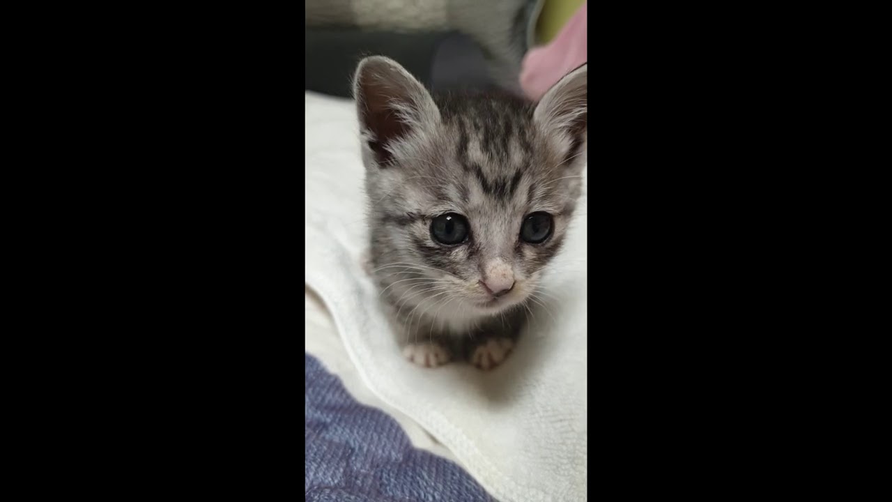 My Cat Preview Video - YouTube