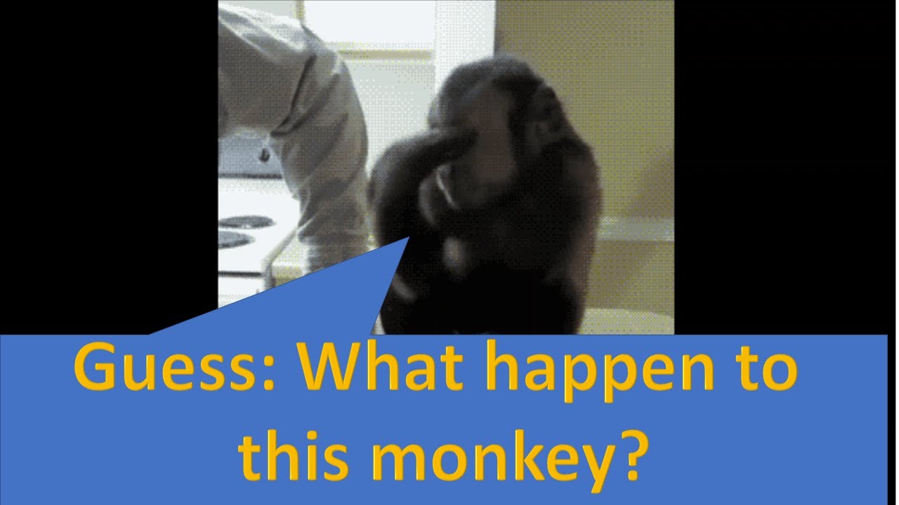 Funny animals compilation | try not to laugh | monkey, dog, duck - YouTube