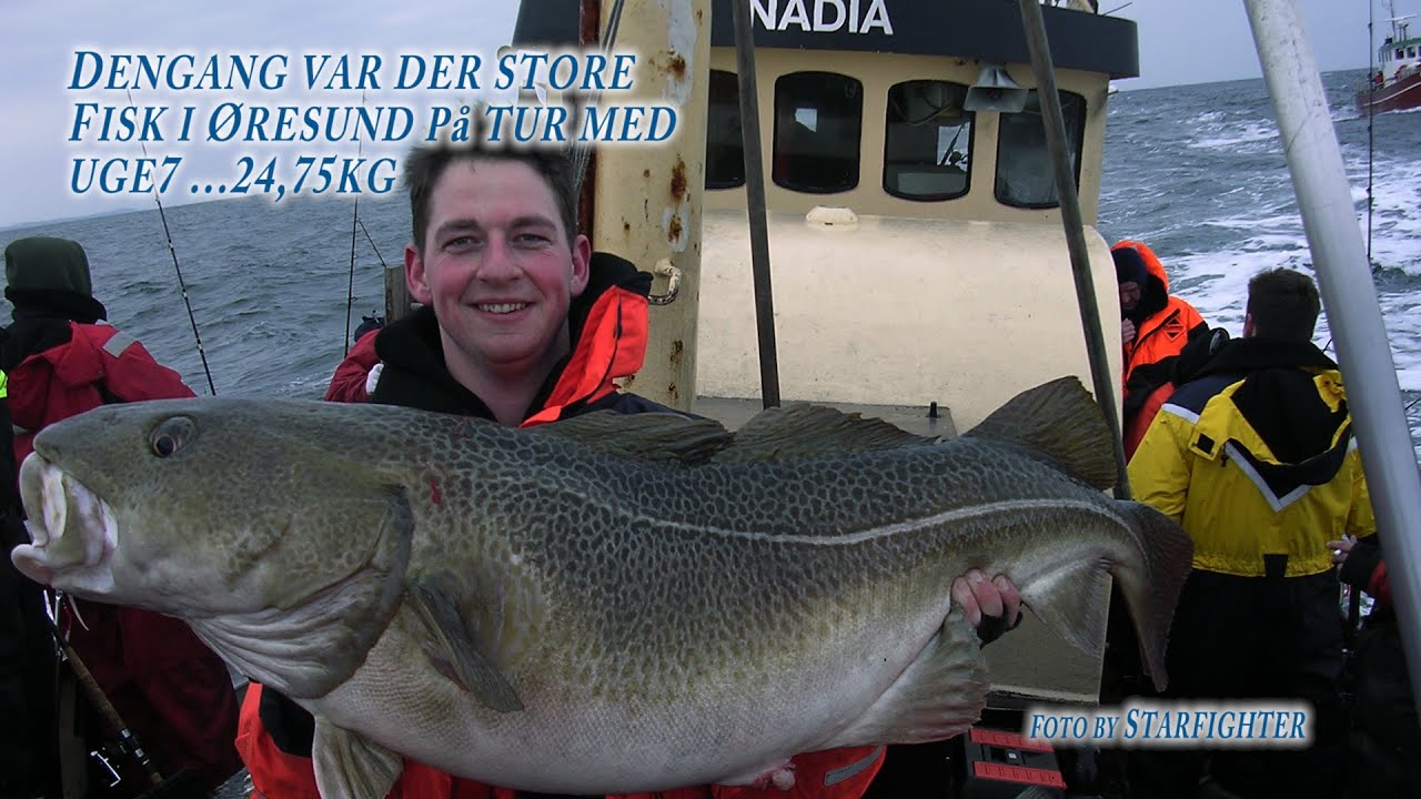 Store torsk på Øresund 24,75 kg. uge 7 drengene - YouTube