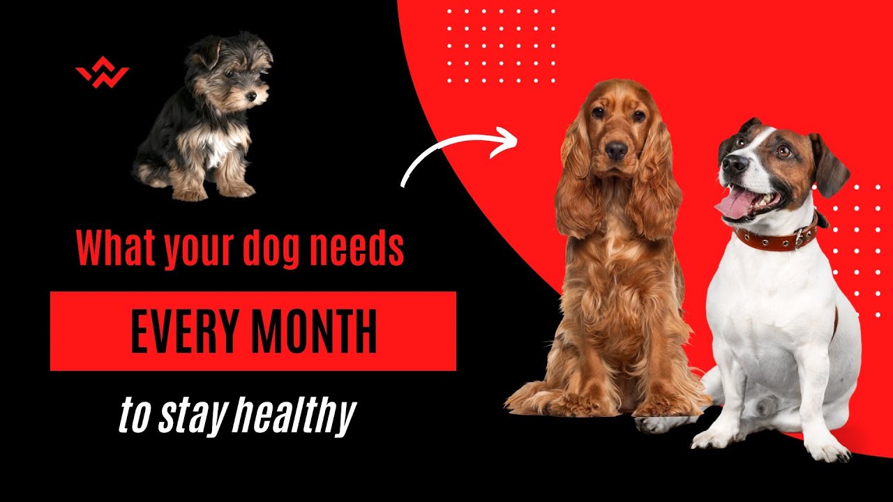 What Your Dog Needs Every Month to Stay Healthy - YouTube