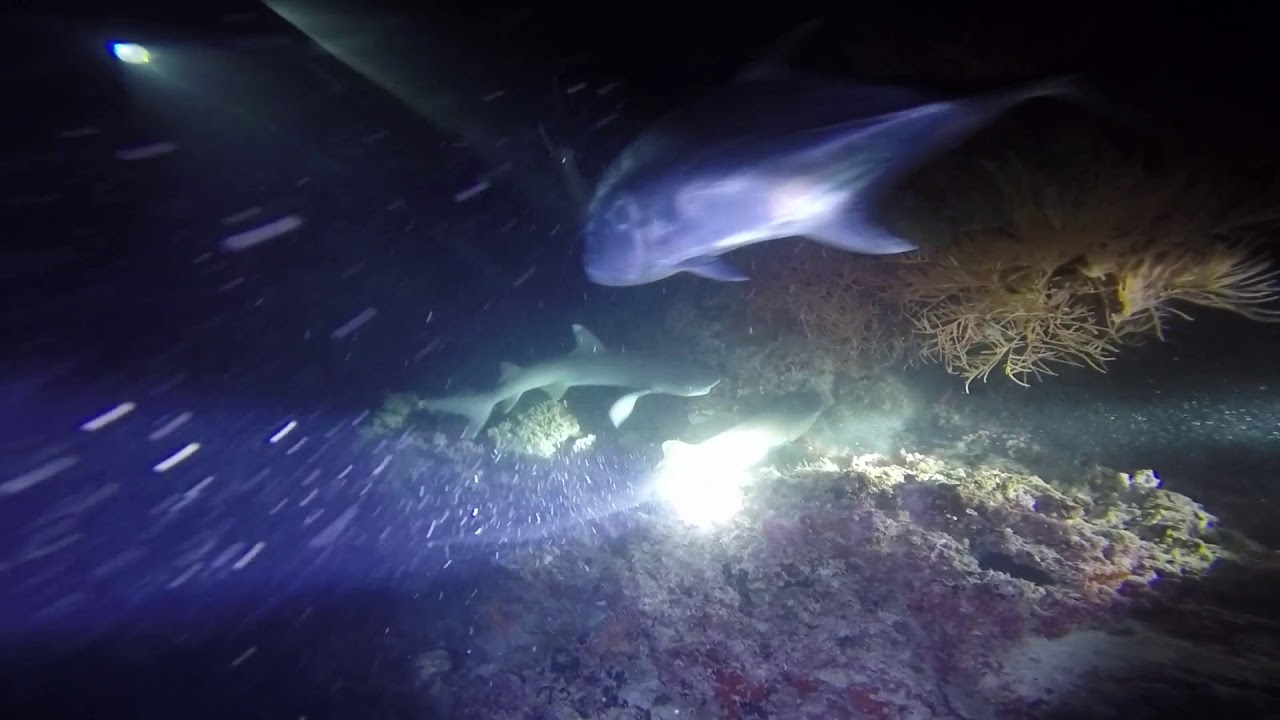 Maldives - Night Dive - YouTube