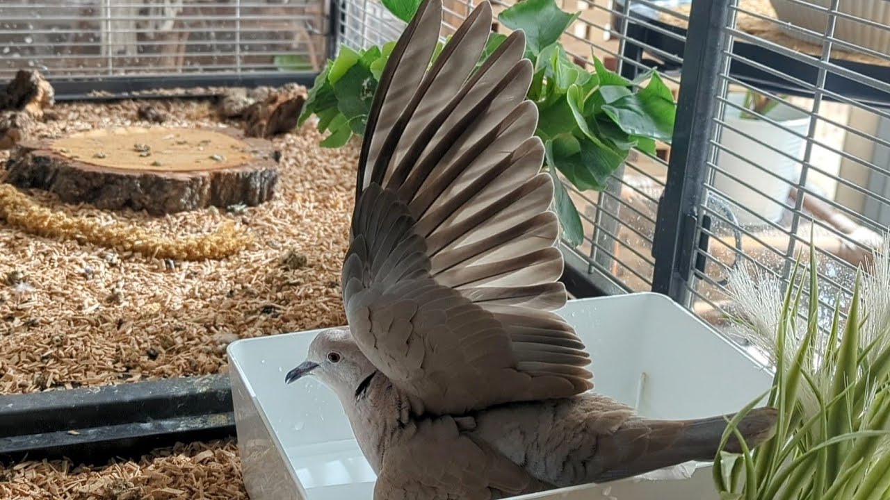 Mini Vlog: good times in the aviary with Skippy and Ellis + Skippy takes another bath! ringneck ...