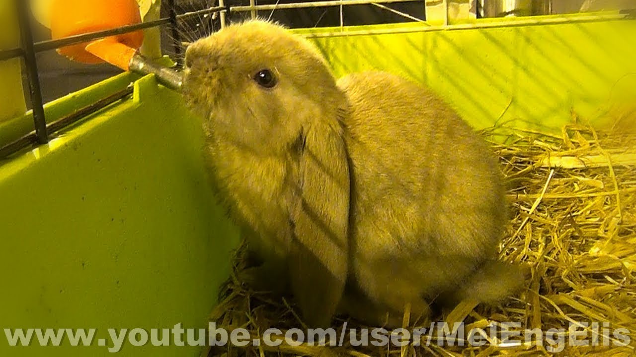 Lapereau Bélier Anglais - English Lop Rabbit - Fête de la Basse-Cour ...